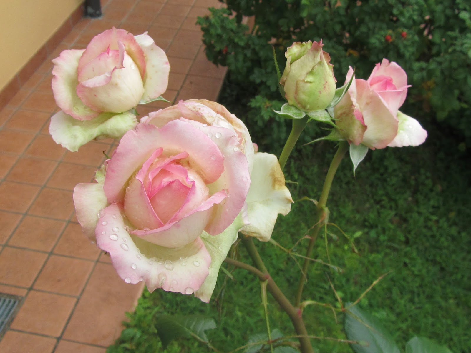 Il Mondo Delle ROSE | Il Gusto Della Natura