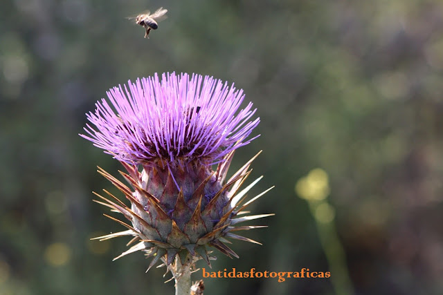 BATIDAS FOTOGRÁFICAS: A utilização da flor do cardo