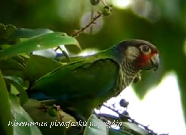 Diary of a Mad Pet Enthusiast: Species of the Day: Azuero Conure