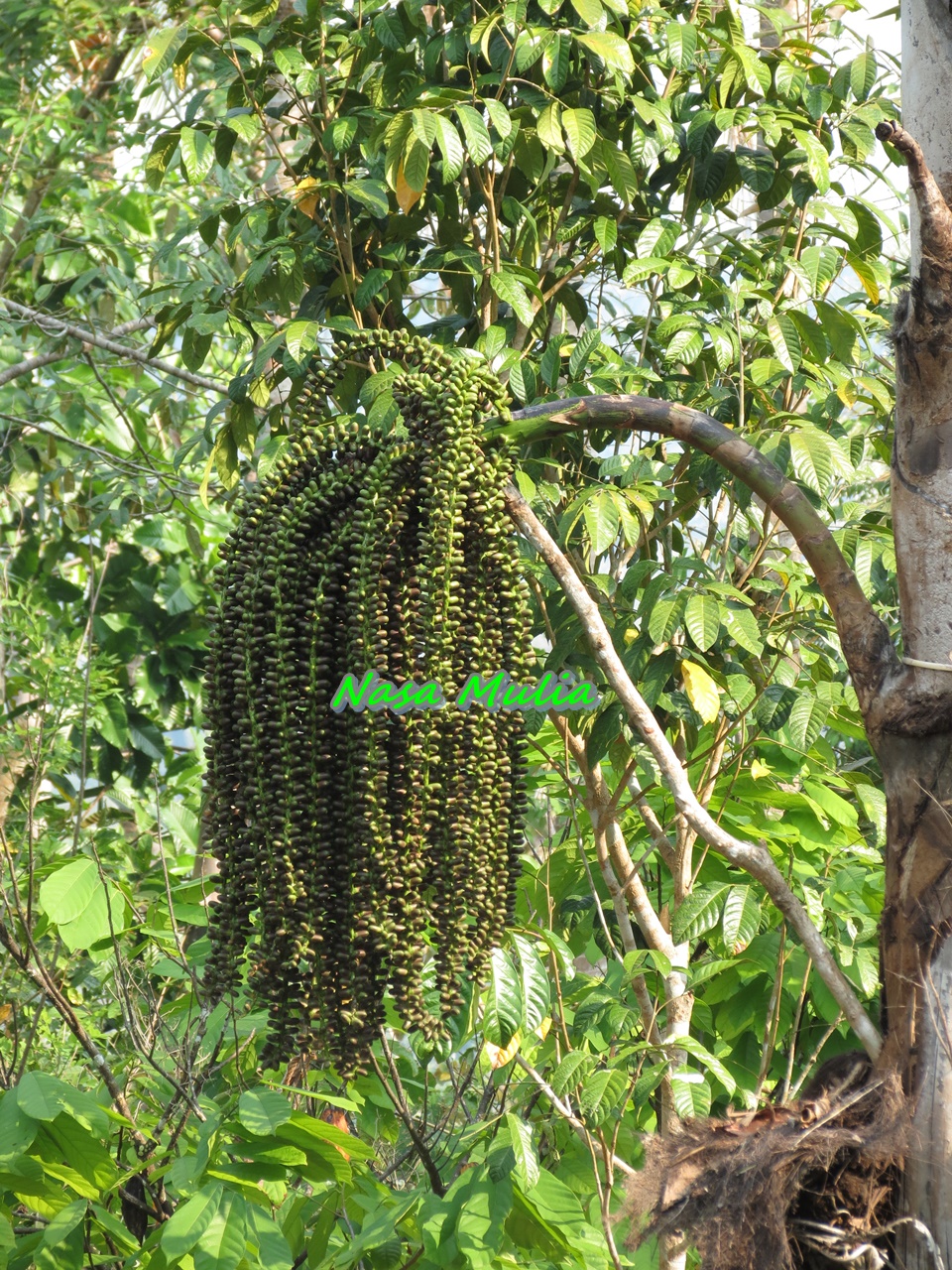 warna warni hidupku..............: Pokok Kabung / Aren