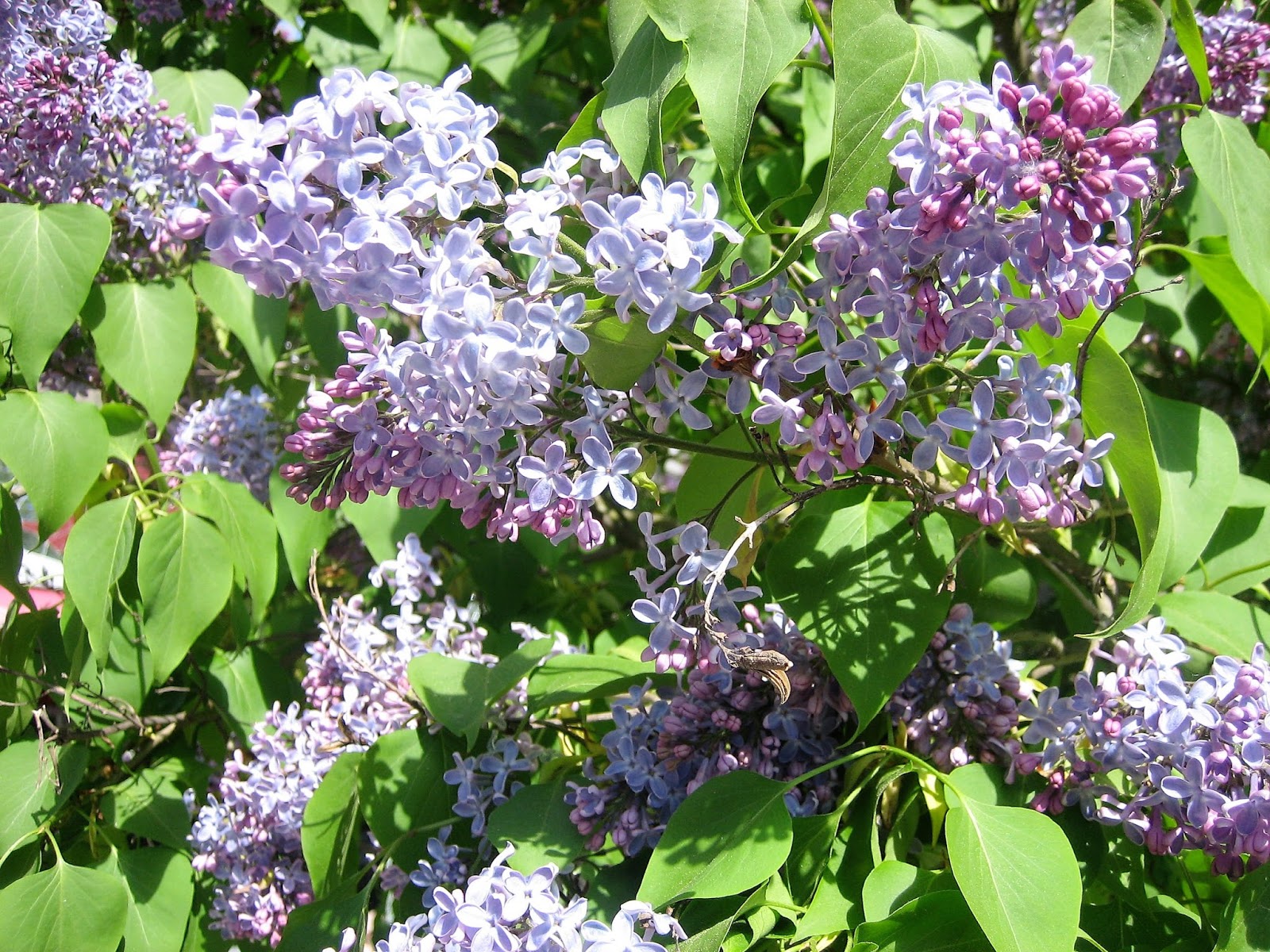 Klimakterie häxan: Fy på sig, syrenen!