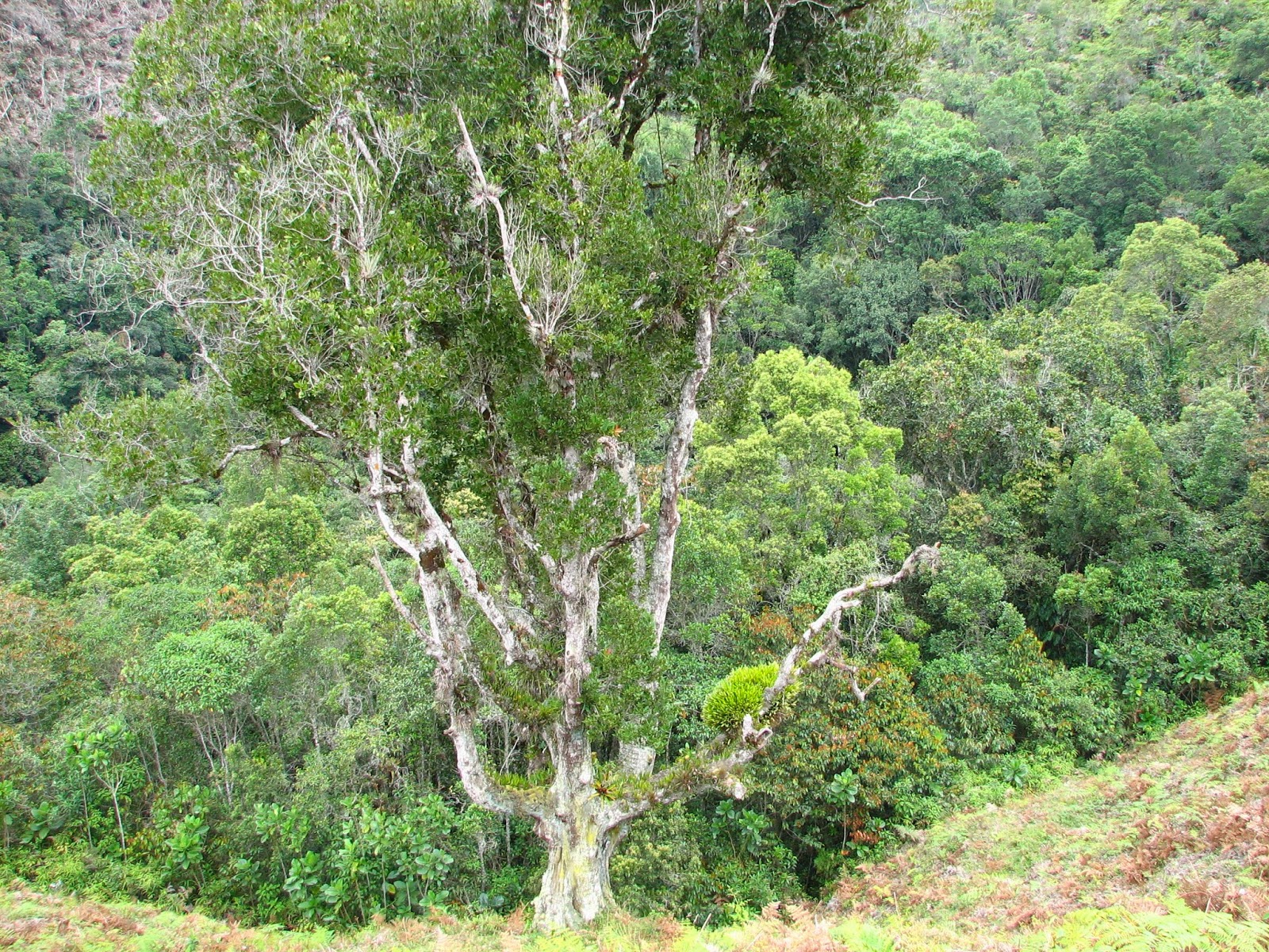 Historia detrás de los árboles: El COMINO CRESPO
