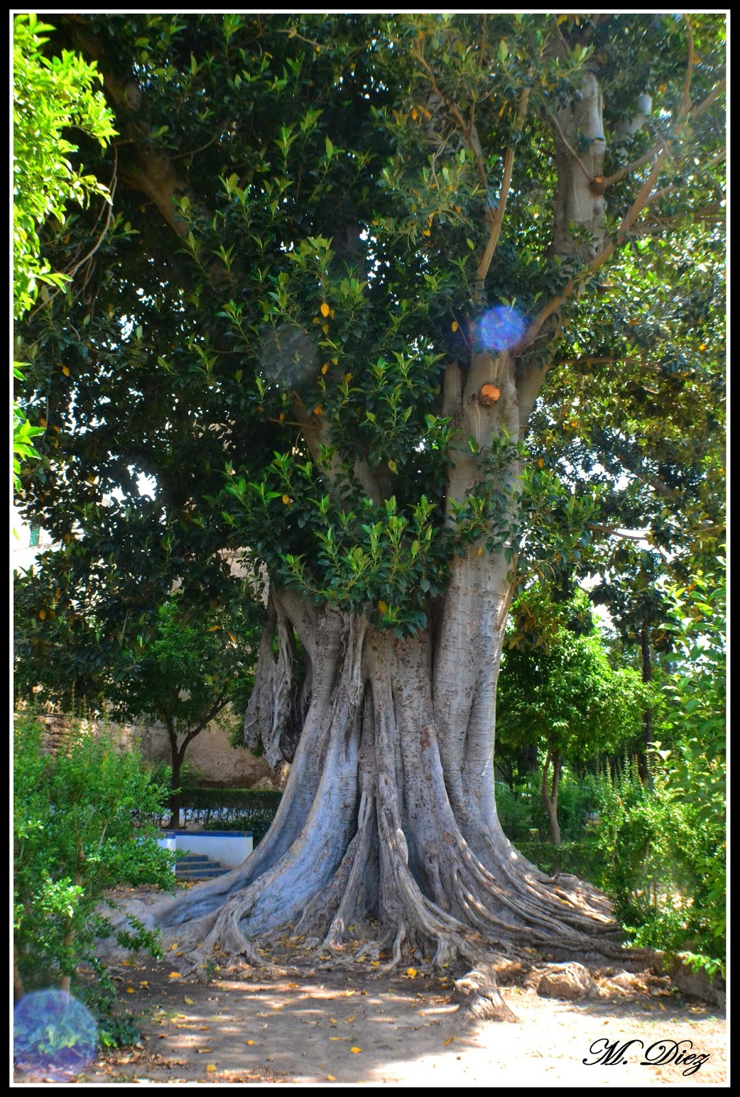 Ficus | Mamen Diez Photography