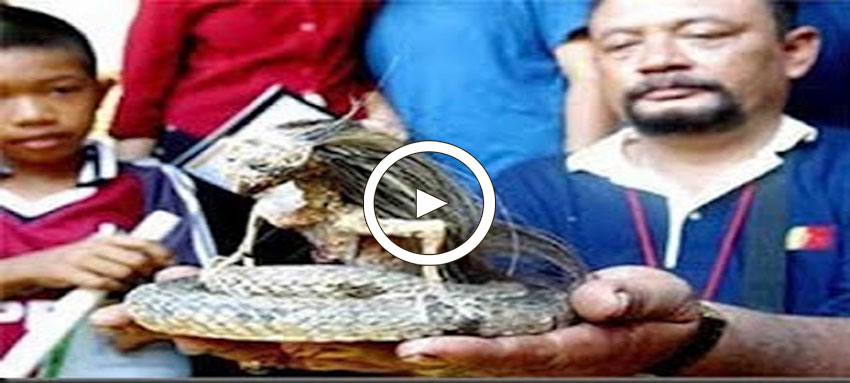 Snake With Human Head Found In Malaysia - The Stylish Life