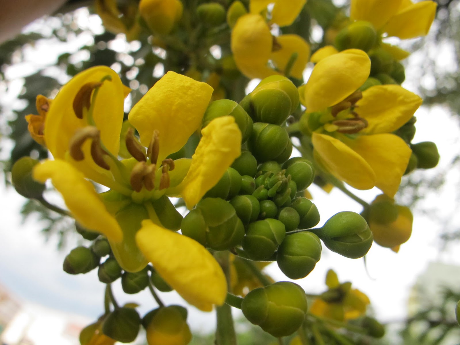 Fabaceae - Leguminosae no Brasil: Fabaceae - Senna siamea (Lam.) H.S ...