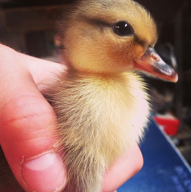 Microferma de subzistenta - pasari , animale , gradinarit