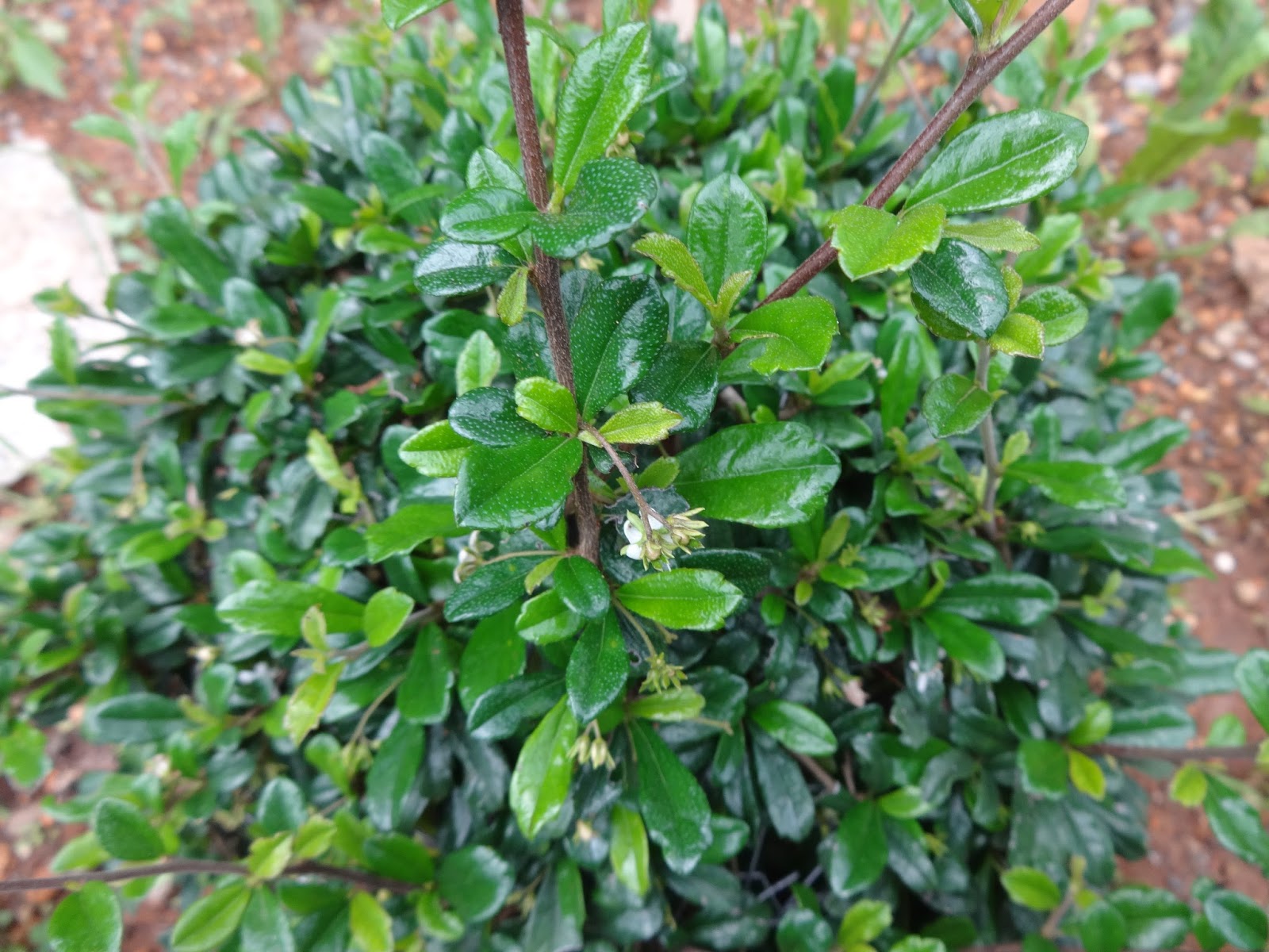 Herbs from Distant Lands: Ehretia microphylla - Fukien Tea, Fujian Tea ...