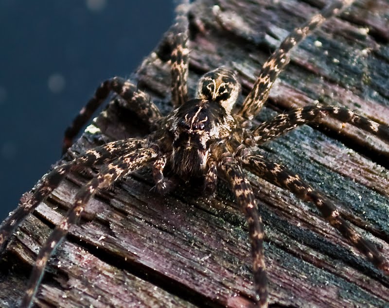 cosmicshoplifter: Taboos