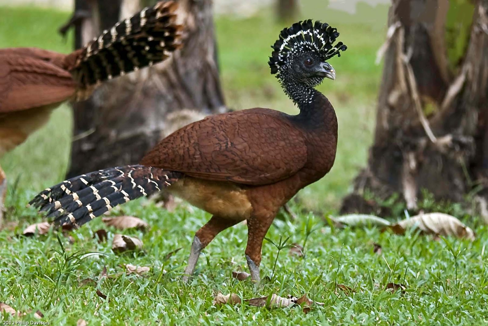 Bellas Aves de El Salvador: Crax rubra (pajuil, hocofaisán, pavón ...