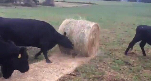 [HILARANTE] Cuando las Vacas se divierten esto es lo que puede suceder ...