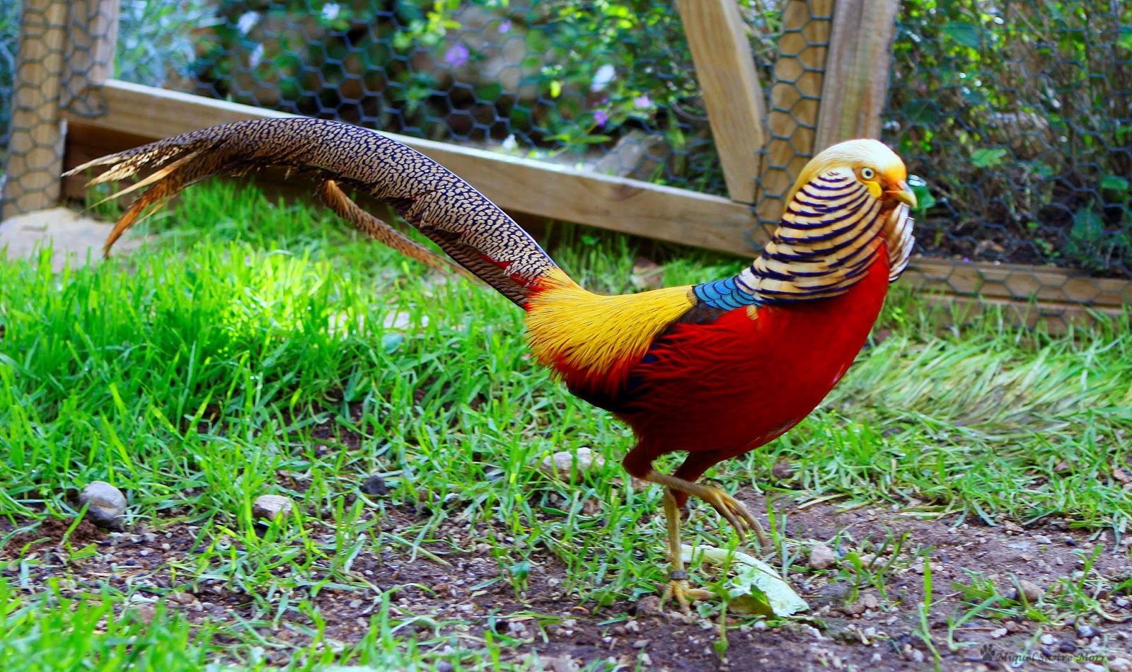 BIRDS OF SON PUÇA: FAISAN DORADO
