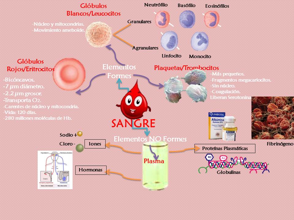 Fisiología Humana: Mapa Mental: Sangre y sus Componentes