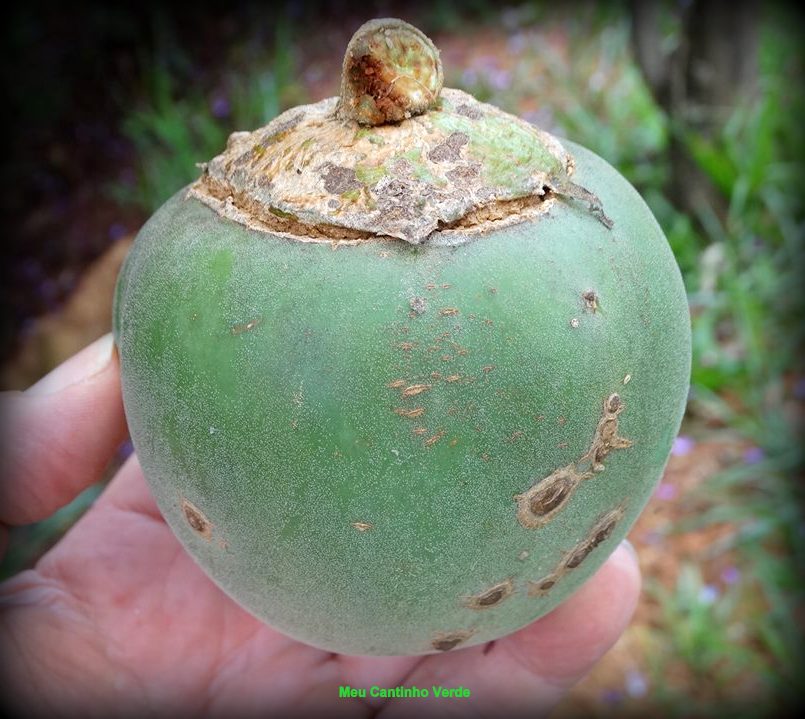 Meu Cantinho Verde: LOBEIRA, FRUTA-DO-LOBO - ( Solanum lycocarpum )