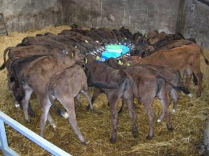 10 Key Principle of Profitable Calf Rearing | Agriculture