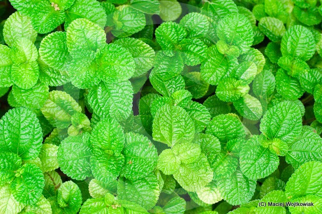 Flora de Puerto Rico Ilustrada Papo Vives: URTICACEAE PILEA REPENS