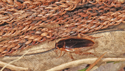 BunyipCo: September 2012