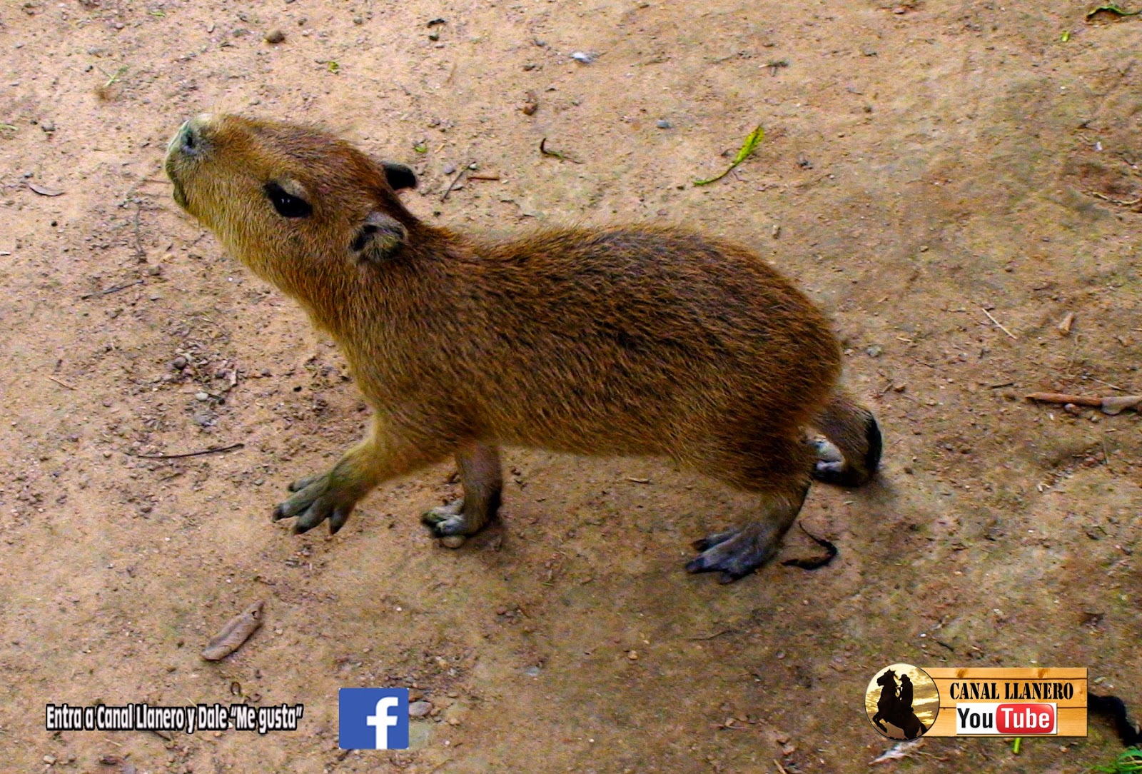 Canal Llanero : CONOZCA MÁS DEL CHIGUIRO