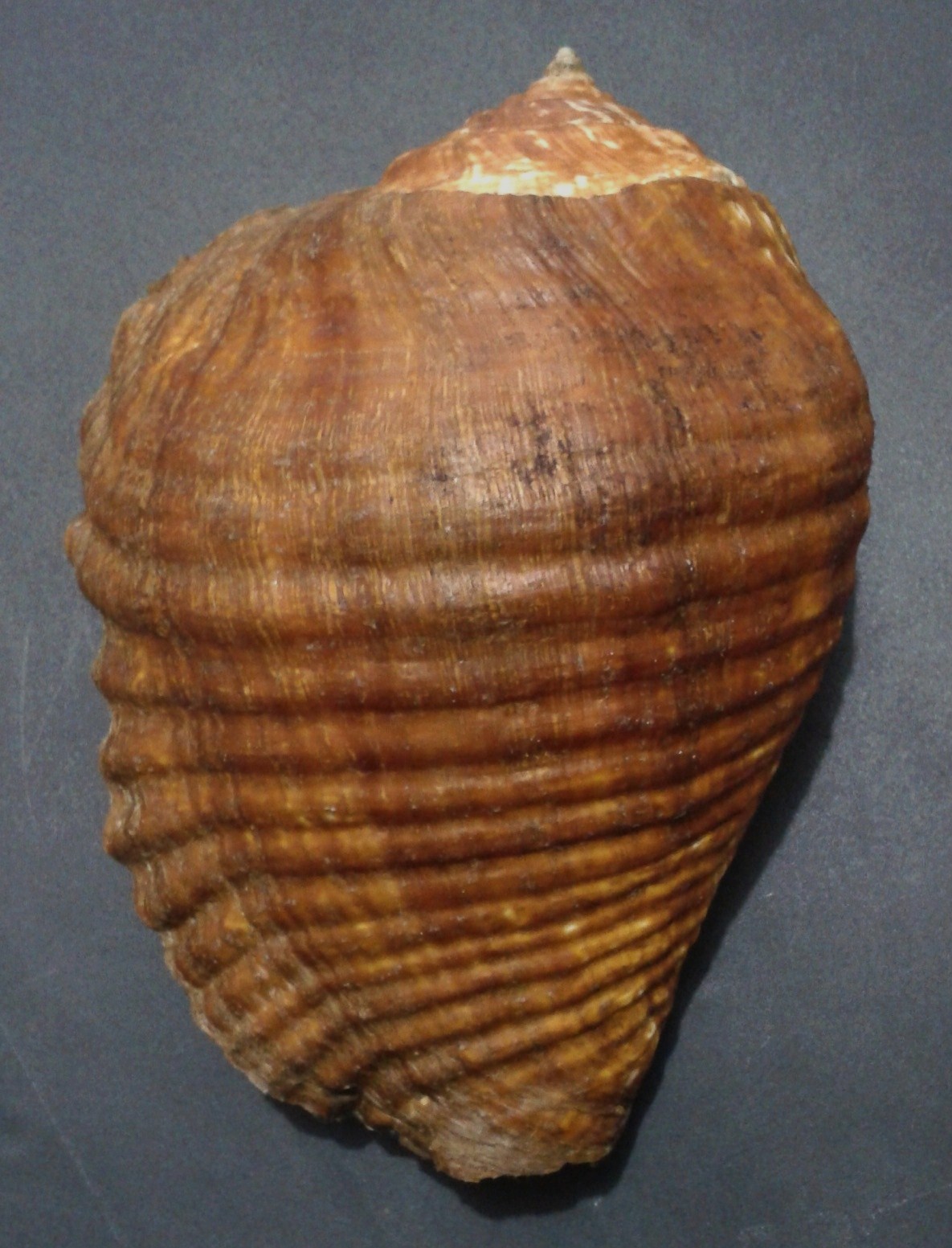 Denns photo gallery: Strombus Galeatus 200.8 mm.