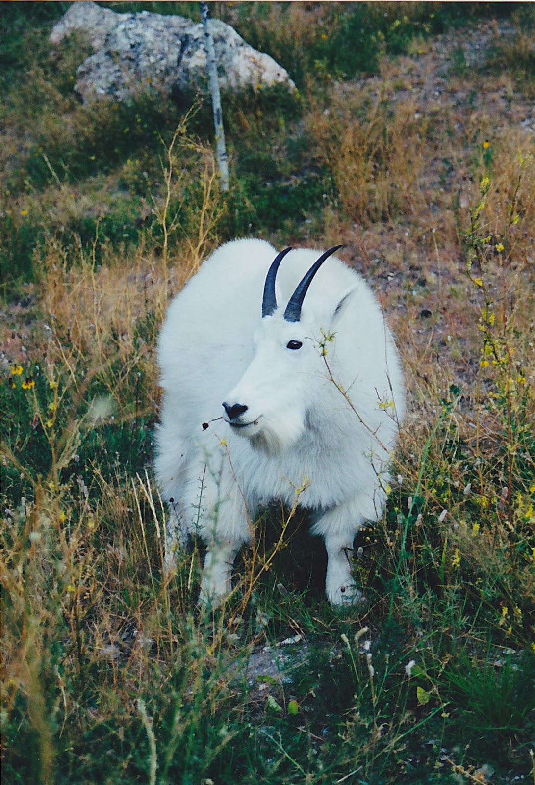 Beware of the Rug: Iron Goat