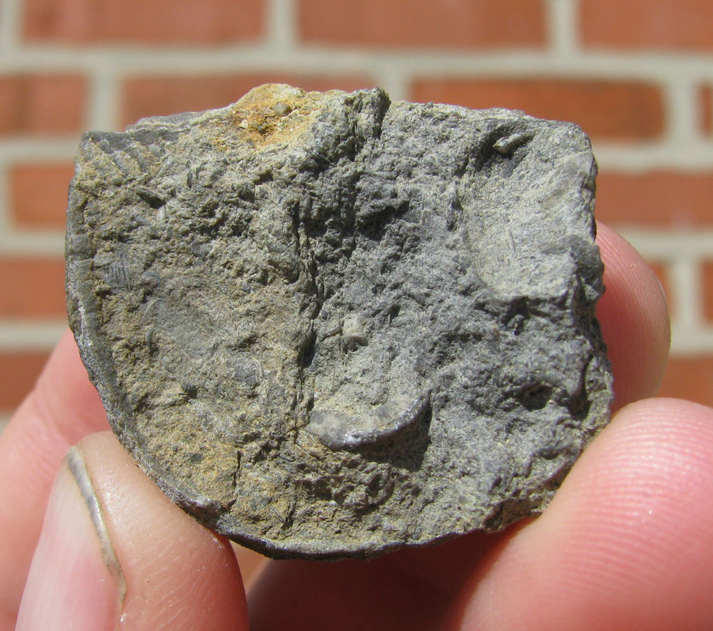 Views of the Mahantango: Leptaena rhomboidalis brachiopod from the ...