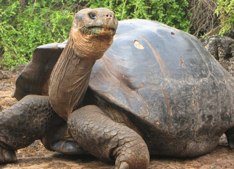 Galápagos Tortoise | The Biggest Animals Kingdom