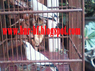 BnR Bird Farm: profil indukan burung jalak
