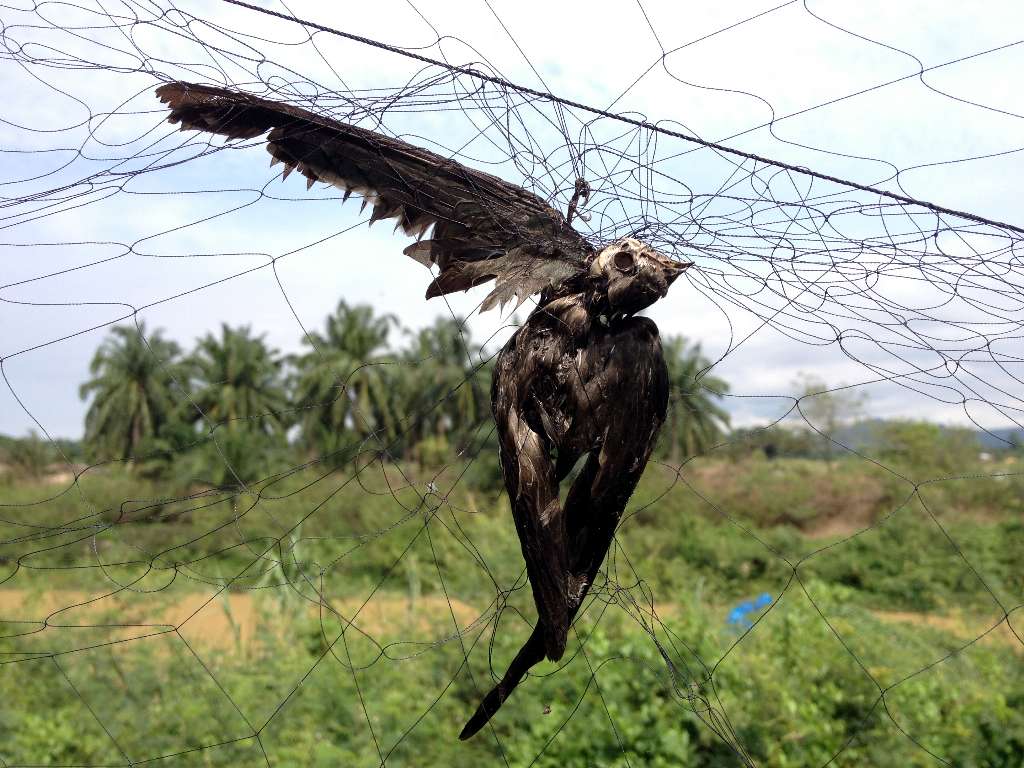 ForestExplorers: Mist Nets Horror