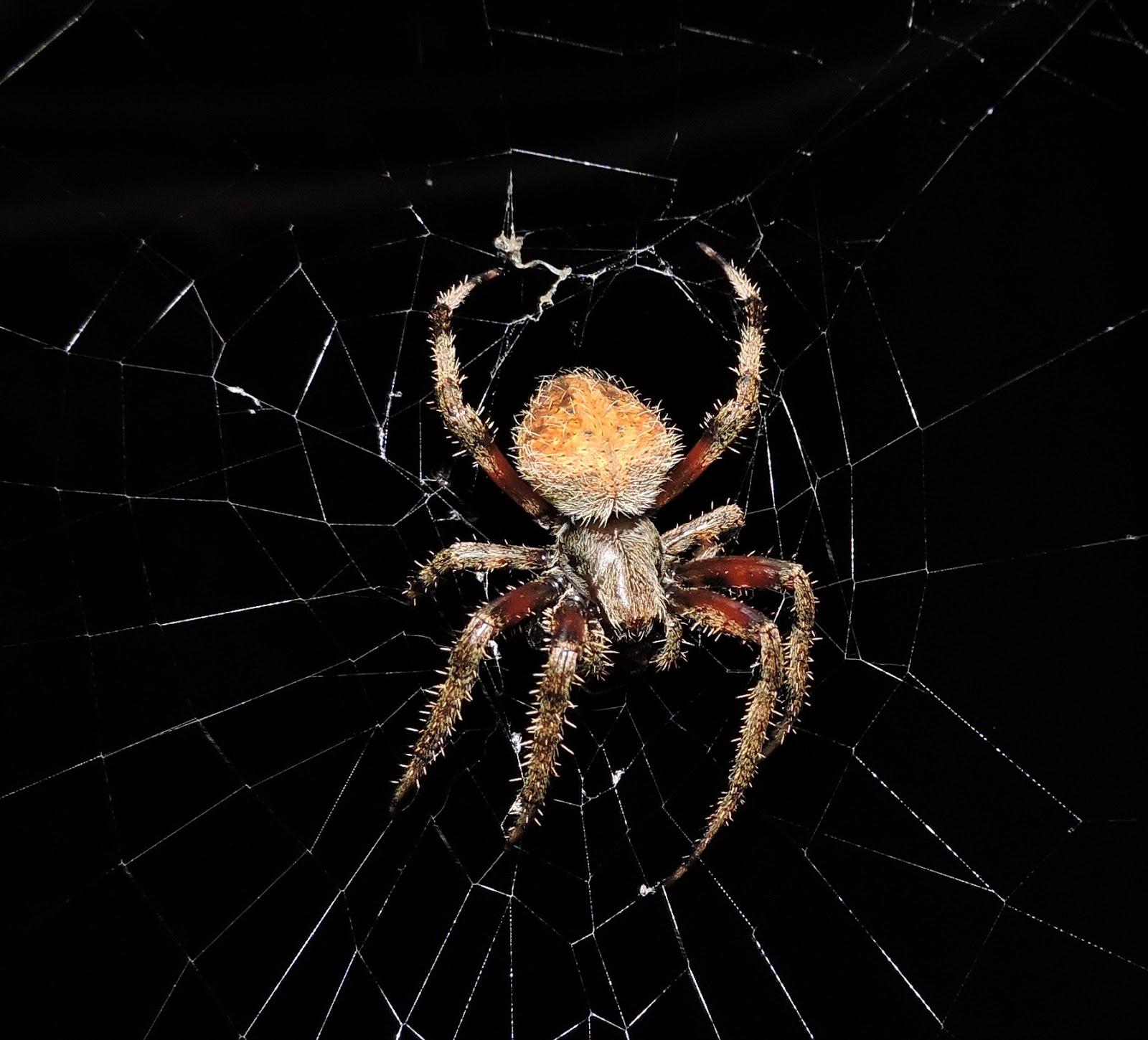 Capital Naturalist by Alonso Abugattas: Spotted Orbweaver Spider
