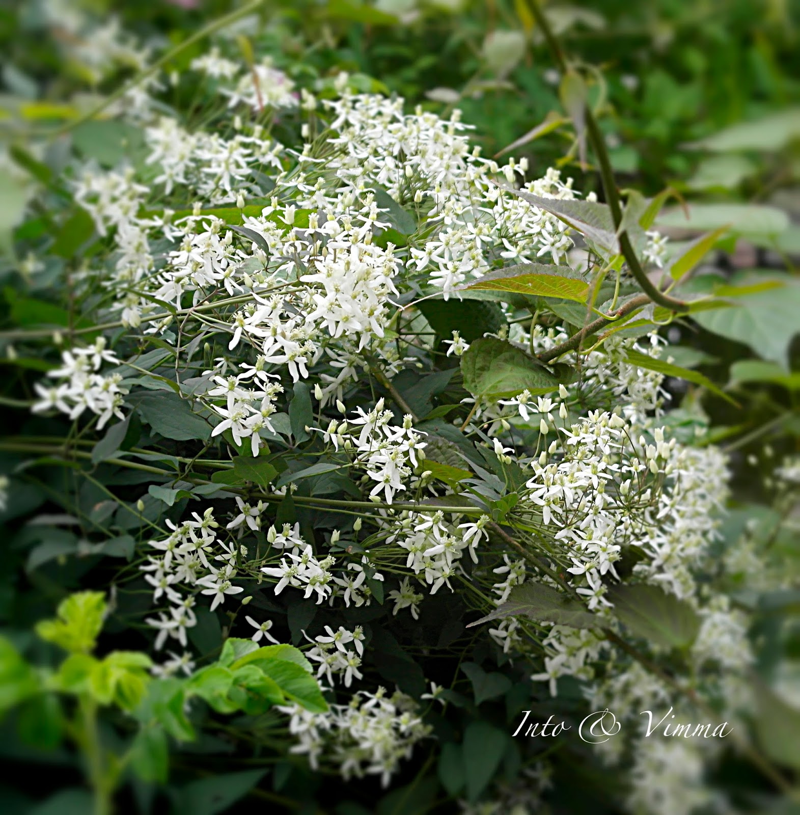Floral Passions: Clematis recta