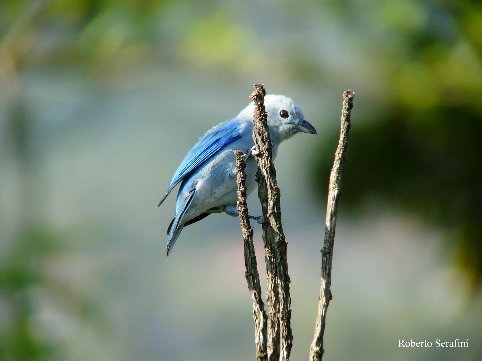Aves de Falcon: AVES PASSERIFORMES