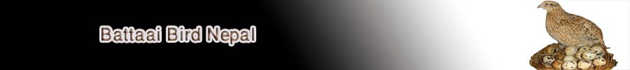 Battai Birds: बट्टाई चरा Battai bird ( Quail bird)