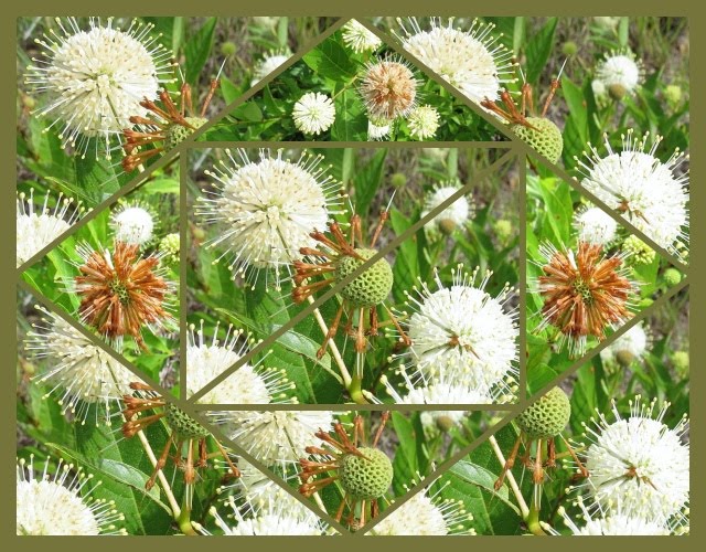 " Welcome to Lavender Dreams ": "The Buttonbush"