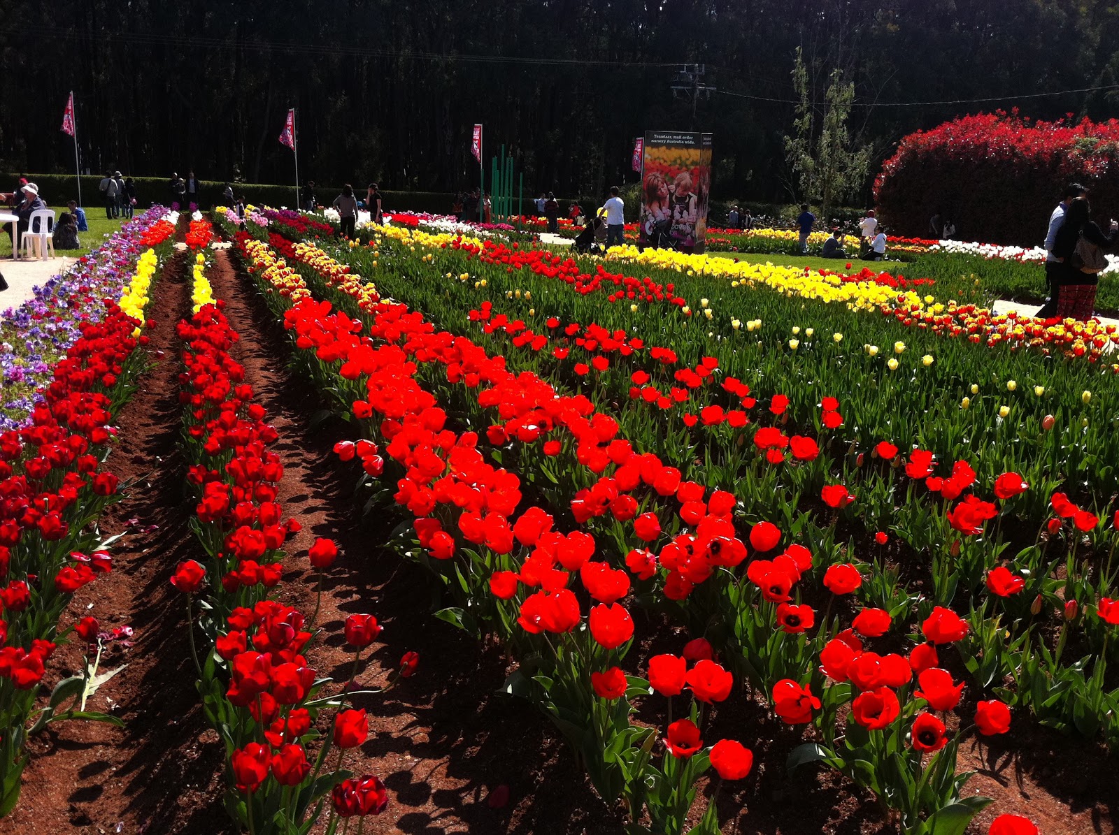 CouchCrochetCrumbs/Anatolian Collections: Turkish Tulip Festival!