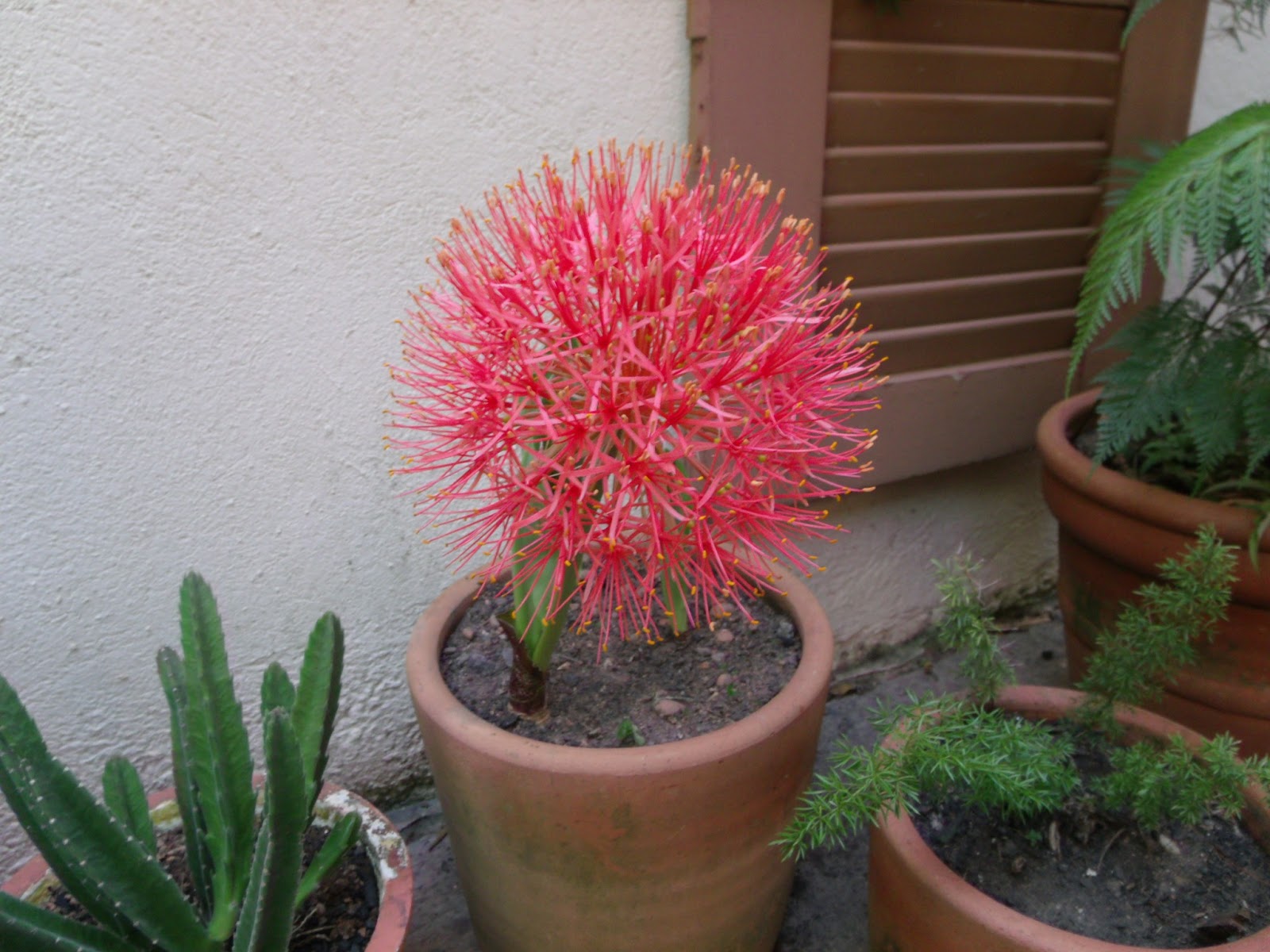 Braz utilidades.: Se meu jardim der flor