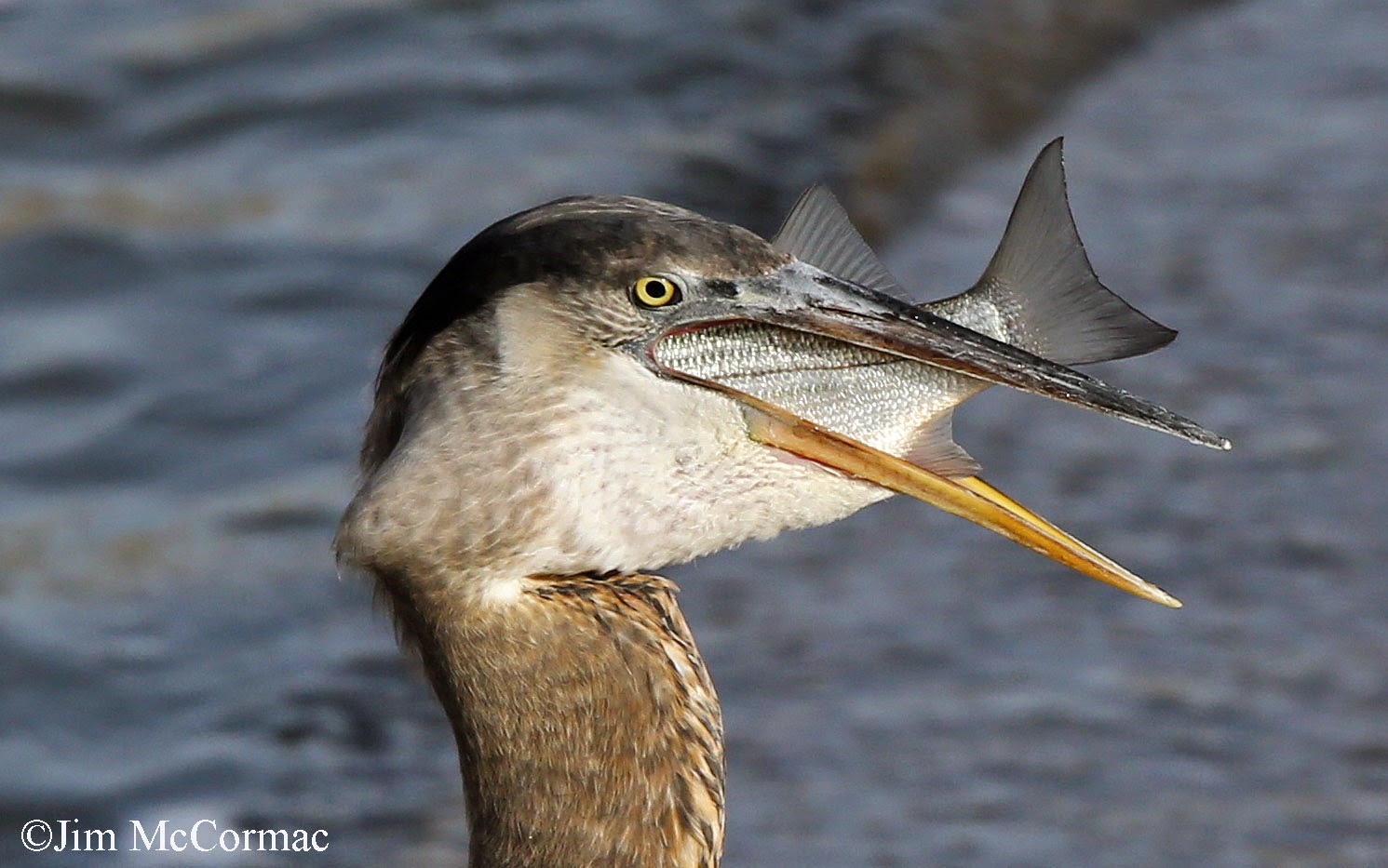 Ohio Birds and Biodiversity: Heron inhales large fish