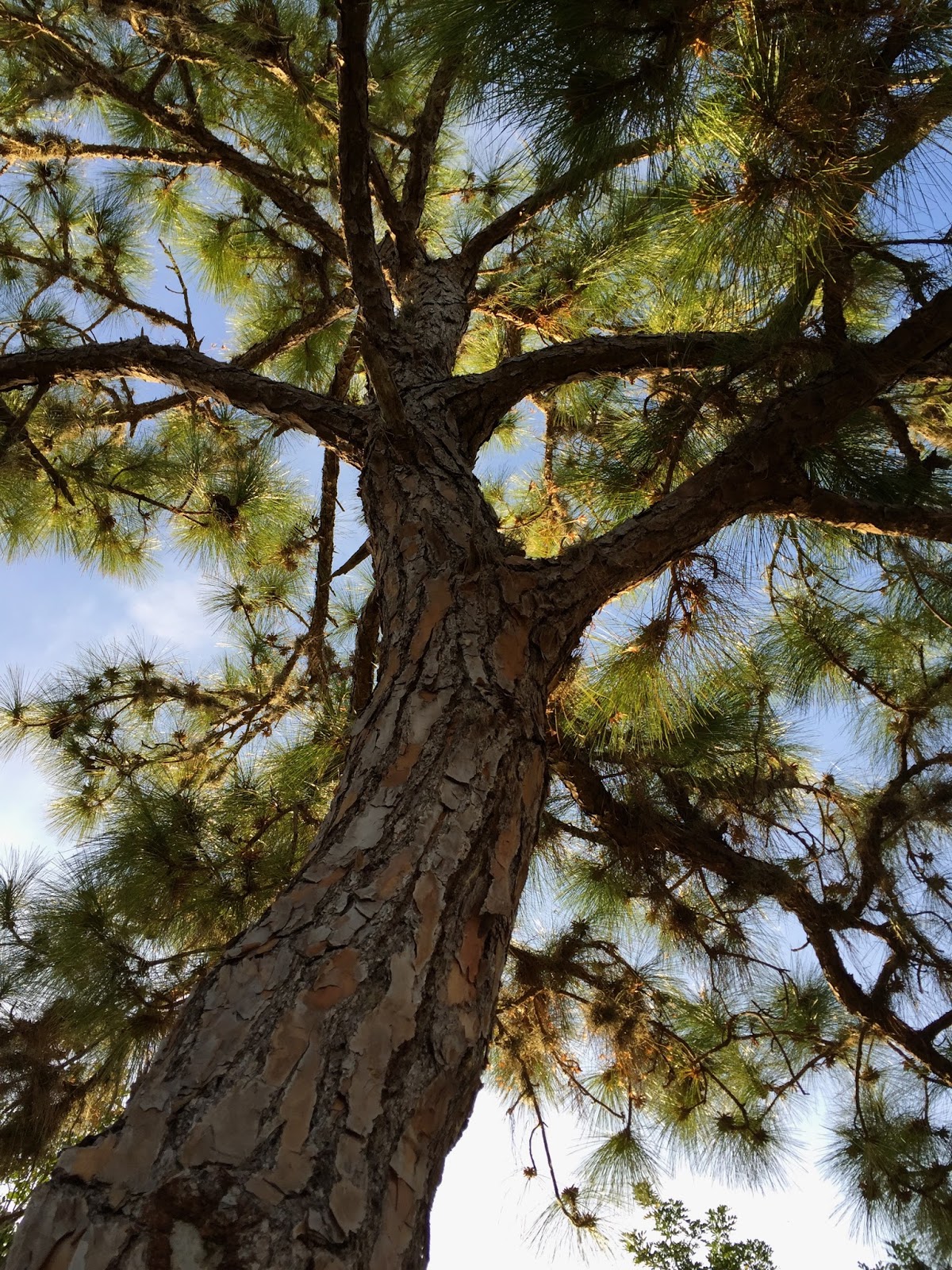 Wildewood Wonders Slash Pine Trees Make Pinecones In March wildewood-wonders-slash-pine-trees-make-pinecones-in-march