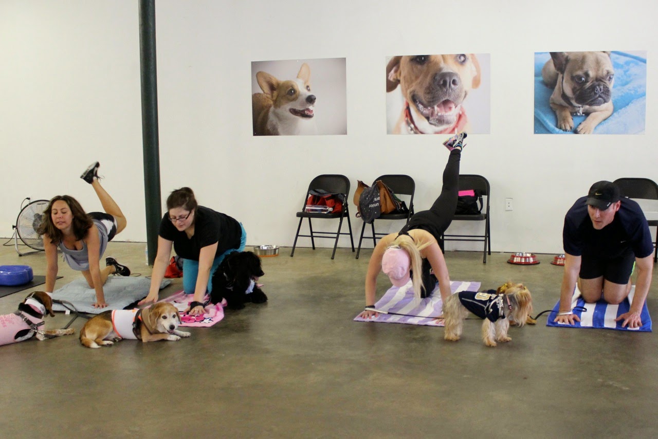 To Dog With Love: Pup Scouts Get Fit With Fidos and Fight Cancer at K9 ...
