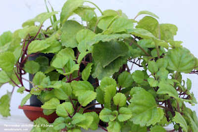 El Jardí de Menuda Natura: Planta del diner