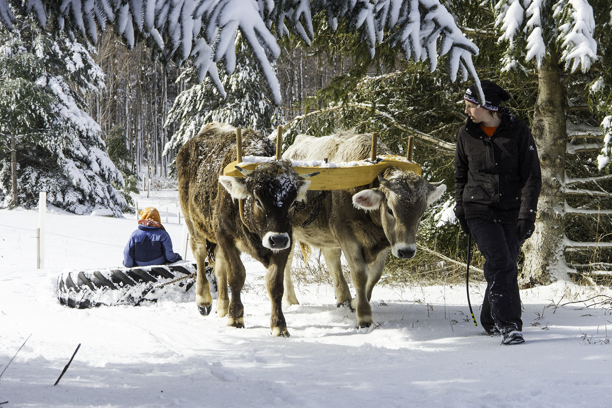Midwest Ox Drovers Association: A Fun Winter Walk with the Oxen