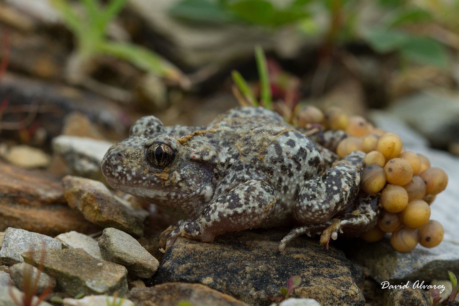 Naturaleza Cantábrica: El sapo partero, una rareza entre los anfibios