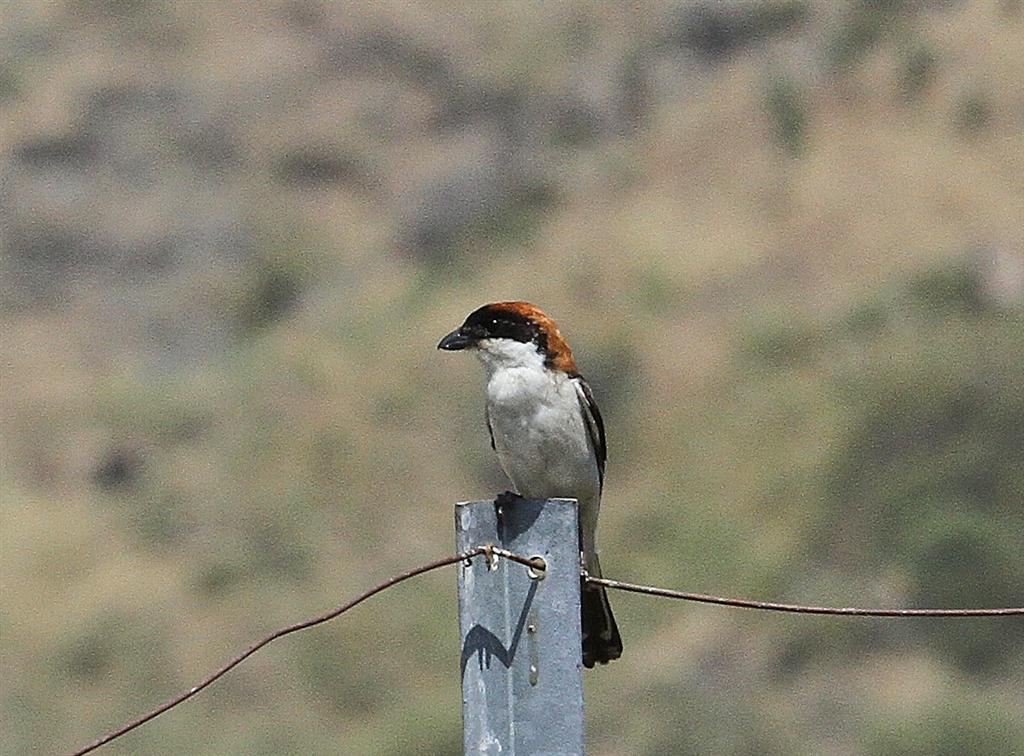 Michael Foley: Bird Photographs 2010-plus ©: Cyprus birds - Spring 2013