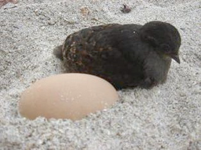 EKOGEO: MALEO : BURUNG ENDEMIK SULAWESI