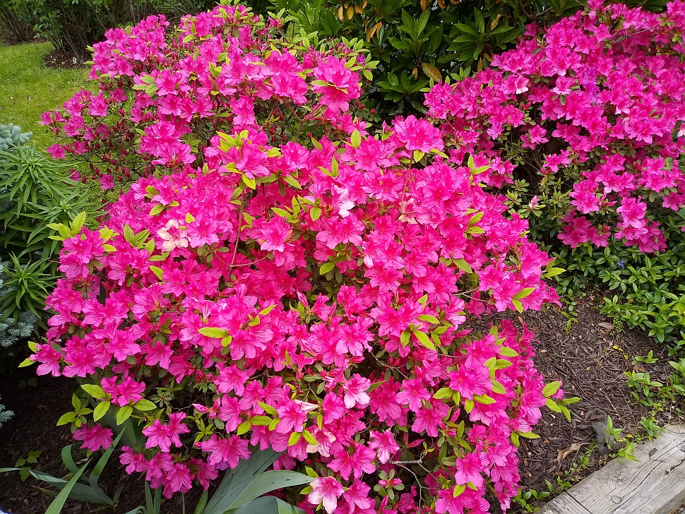 Future Plants by Randy Stewart: Encore Hybrid Azaleas