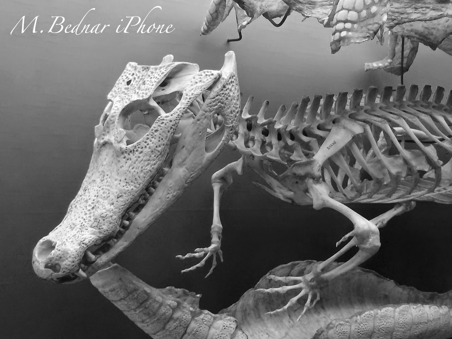 imaginary garden with real toads: Artistic Interpretations - Skeleton ...