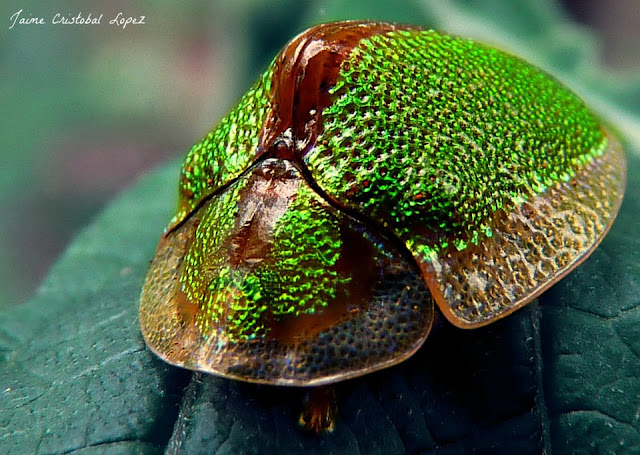 Jaime Ramos Méndez: Galería de insectos en las inmediaciones de ...