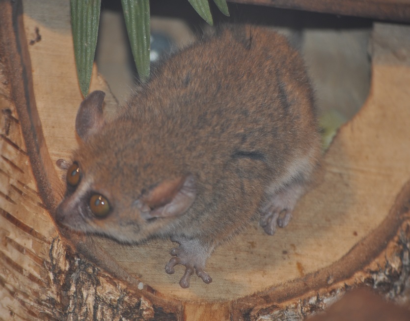 ZOOTOGRAFIANDO (6.100 ANIMALS): LÉMUR RATÓN GRIS / GRAY MOUSE LEMUR ...