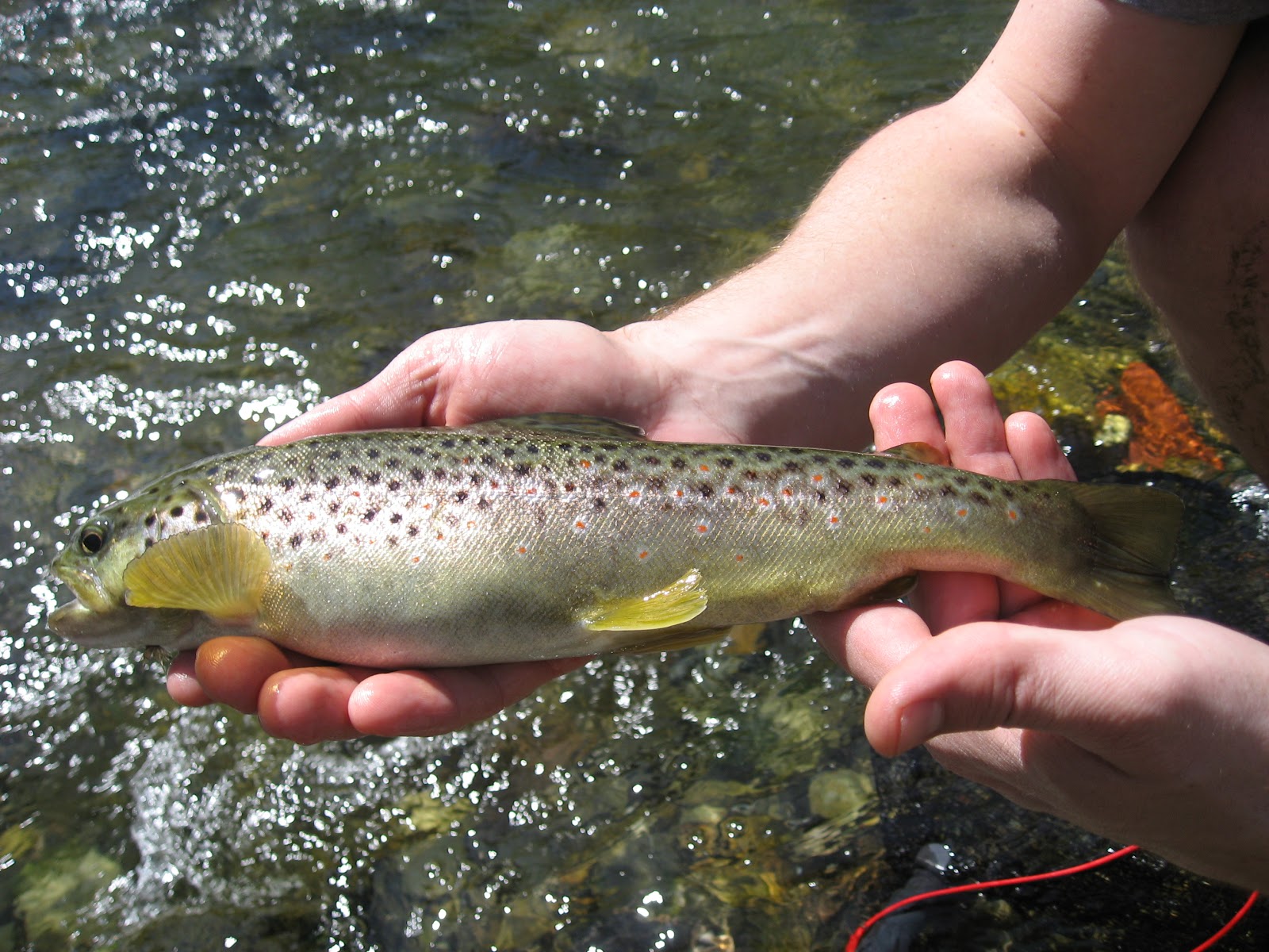 Peter's Fly-Fishing Adventures: Fly Fishing in Germany Part 12: the ...