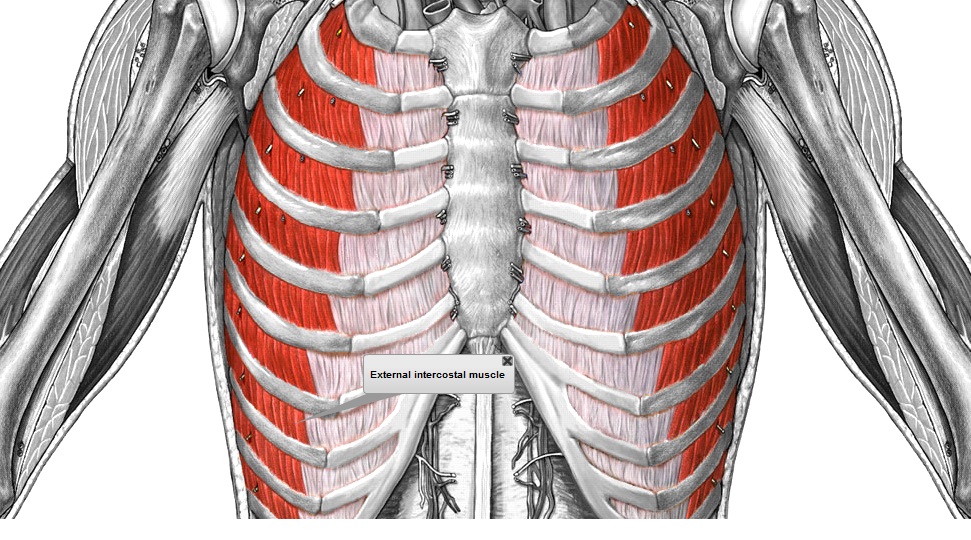 Anthró̱pina Systi̱máto̱n tou Só̱matos: Respiratorio practica 2