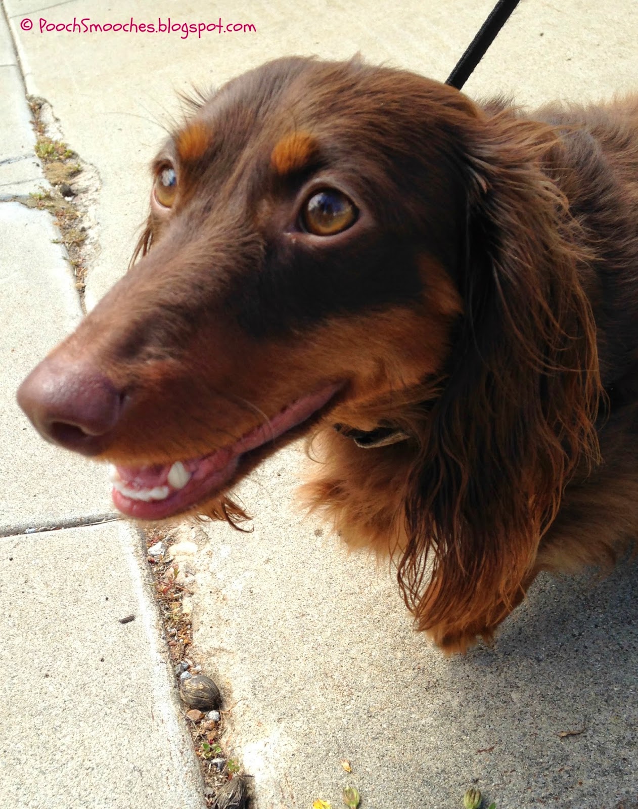 Pooch Smooches: Wordless Wednesday: Garage-Sale Dogs