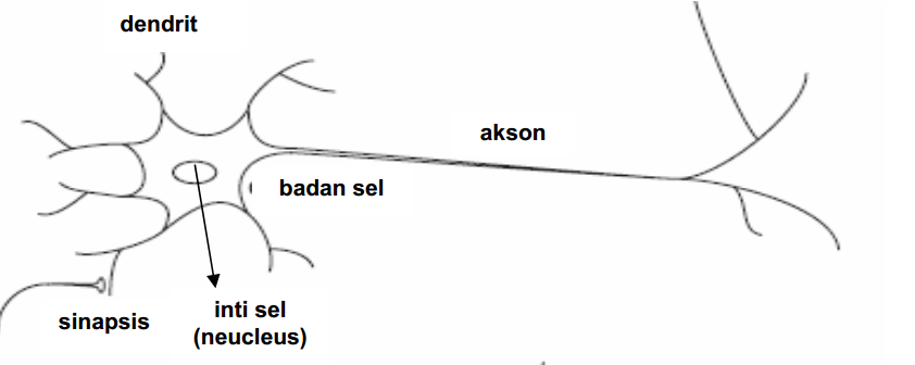 BAB.2 Fundamental jaringan saraf biologis